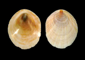 马掌螺总科 Hipponicacea 蓝色动物学（中国动物学科普）